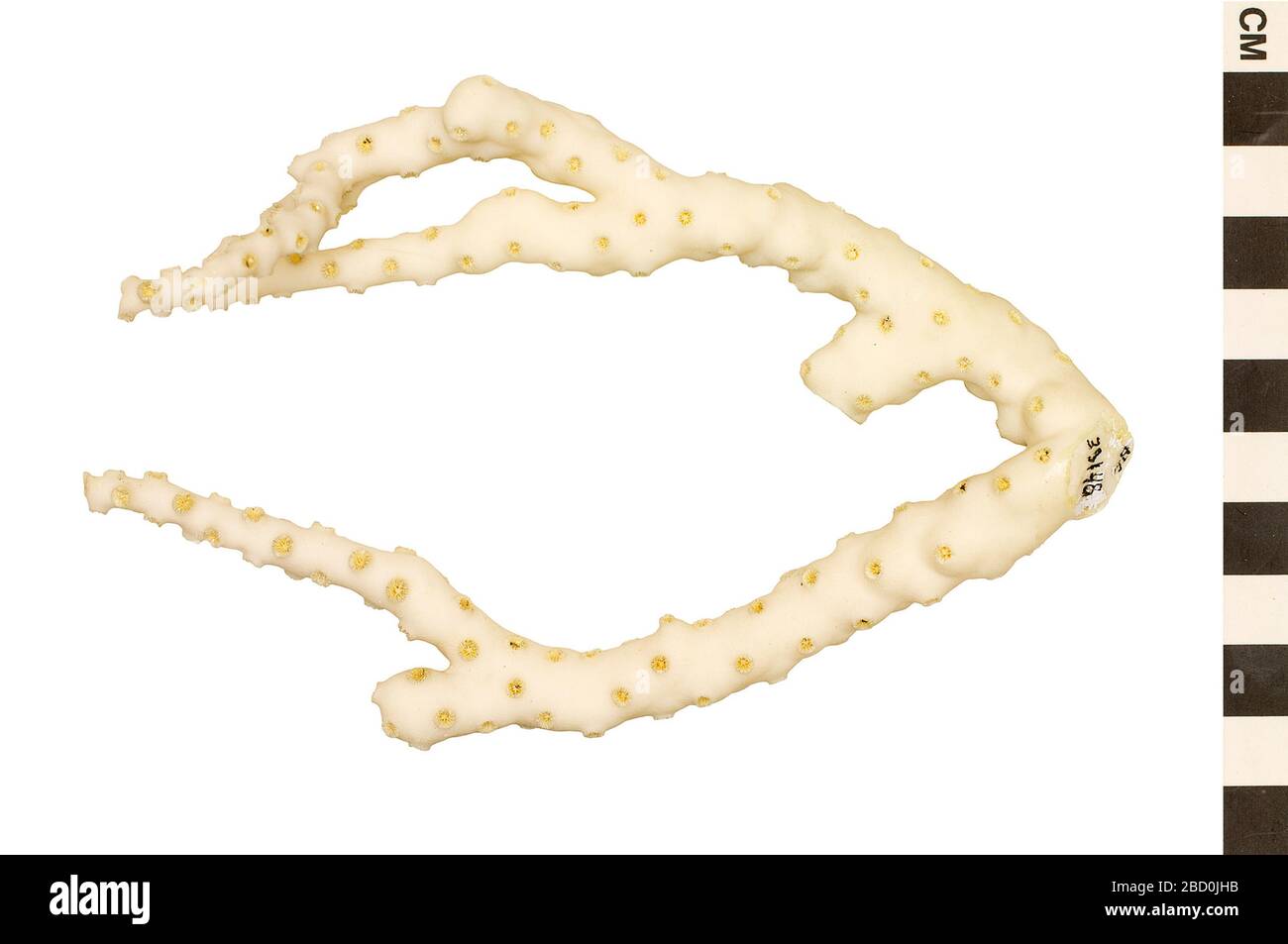 Ivory Tree Coral. This object is part of the Education and Outreach ...