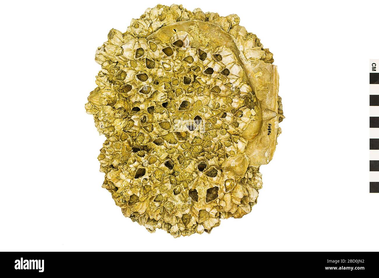 Balanus concavus hi-res stock photography and images - Alamy