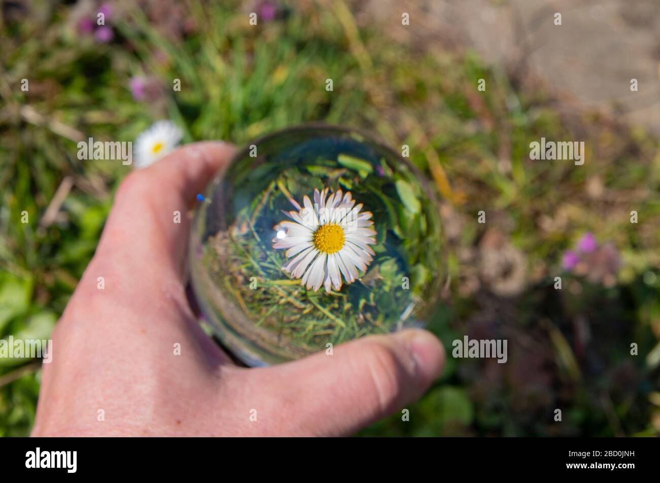 Daisy in the grass, magnified looking into a crystal ball. Abstract ...