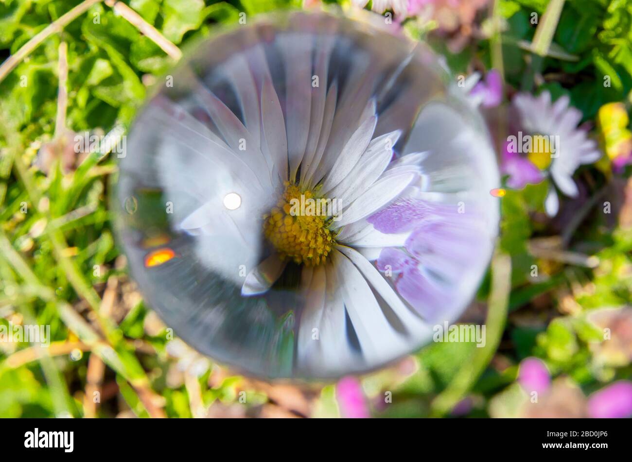 Daisy in the grass, magnified looking into a crystal ball. Abstract ...