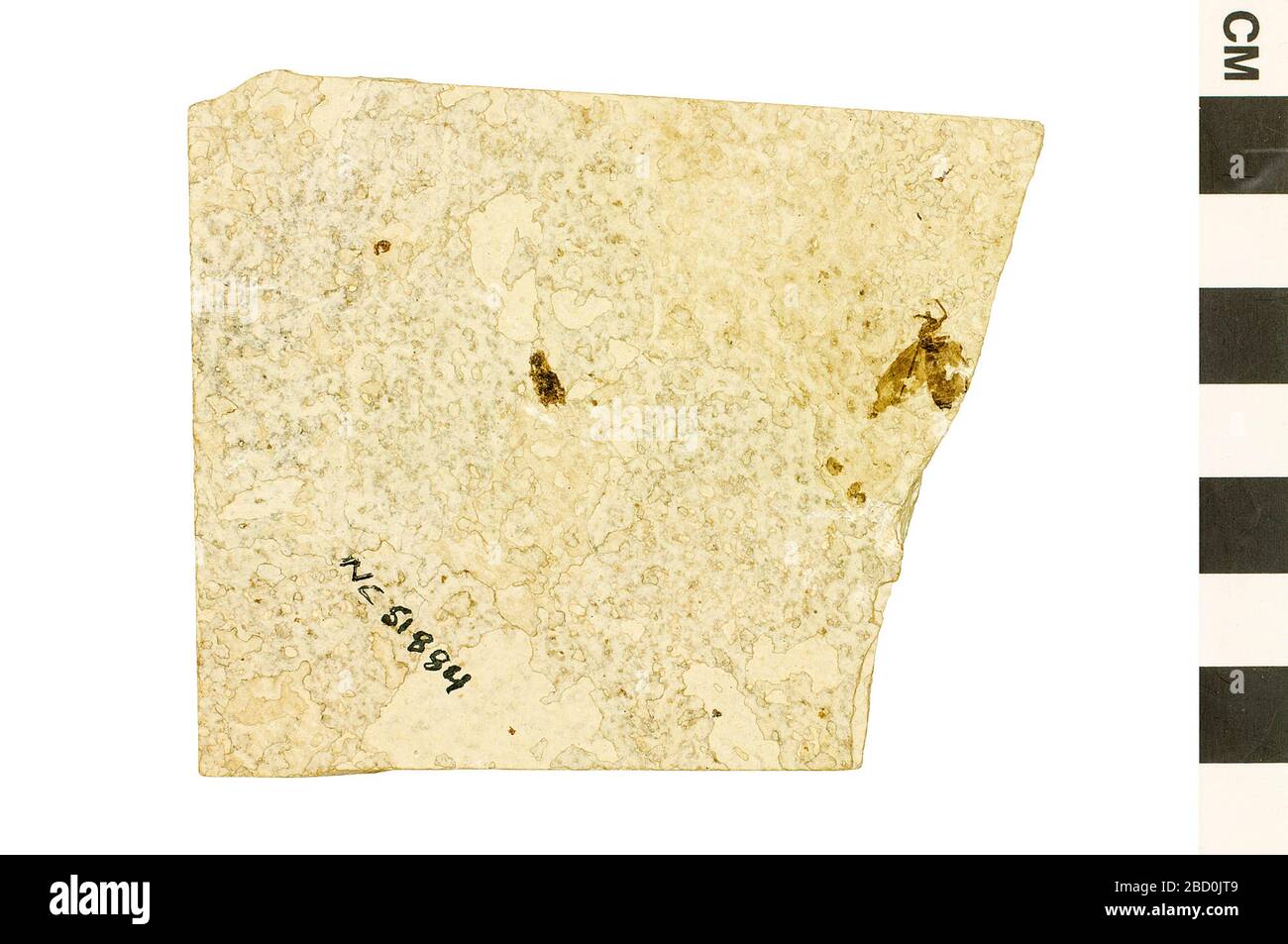 Flying Insect. This object is part of the Education and Outreach ...