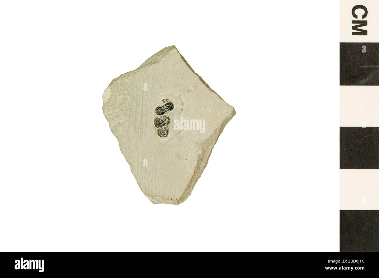 Middle cambrian era hi-res stock photography and images - Alamy