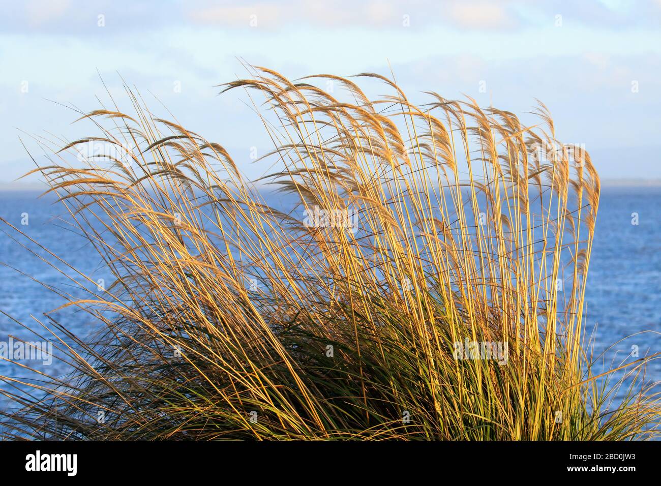 Pampas grass feathers hi-res stock photography and images - Alamy