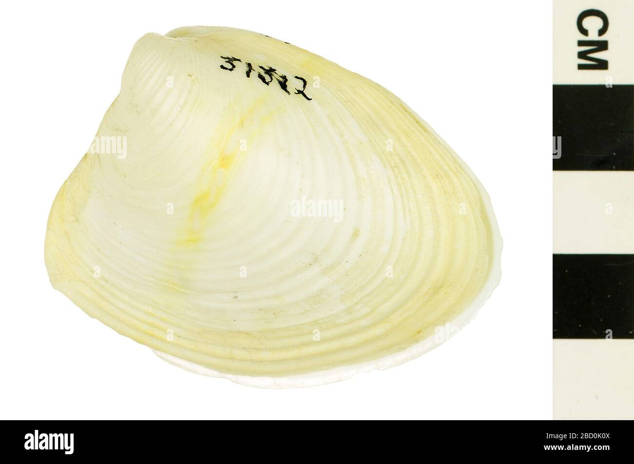 Channeled Duckclam. EO 031312 Channeled Duckclam Raeta plicatella 001 ...