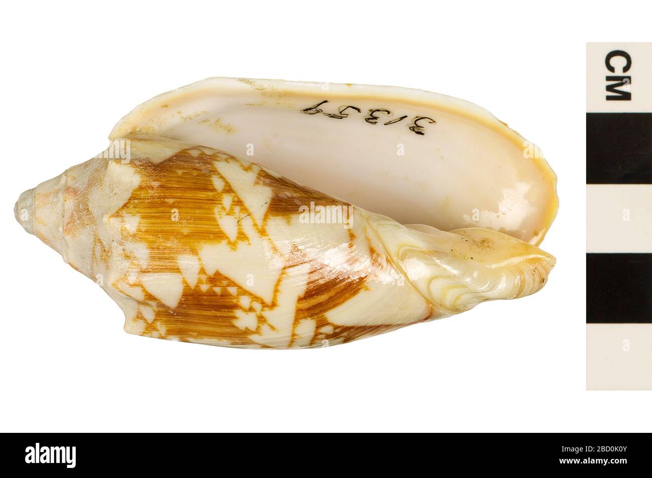 Volute snail hi-res stock photography and images - Alamy