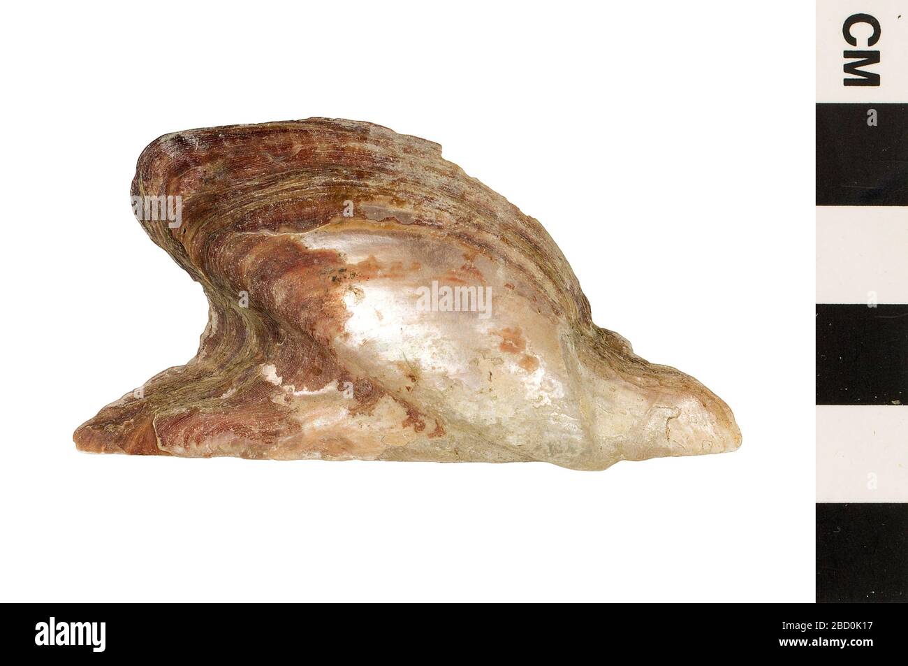 Black winged oyster hi-res stock photography and images - Alamy