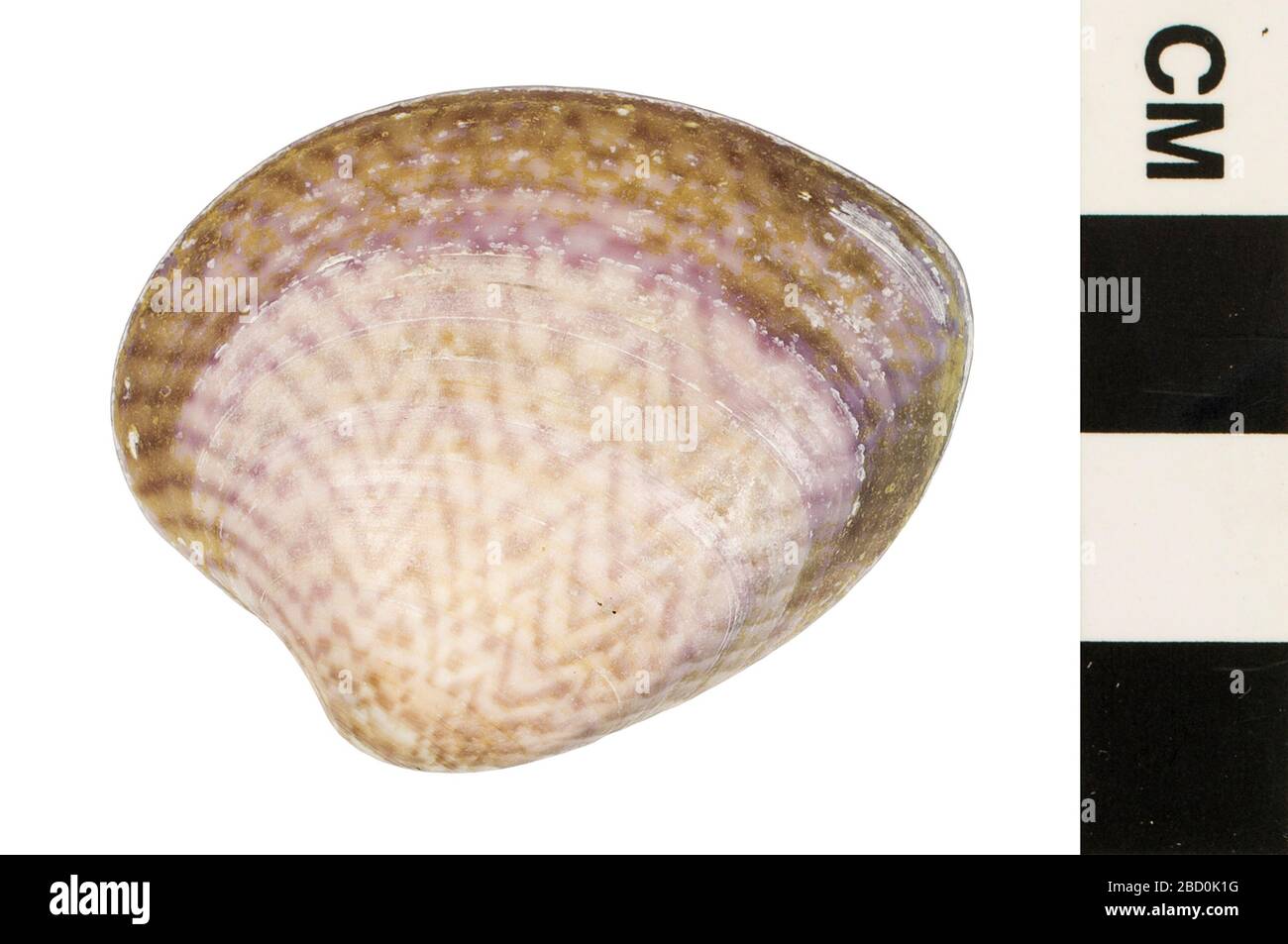 Venus Clam. This object is part of the Education and Outreach ...