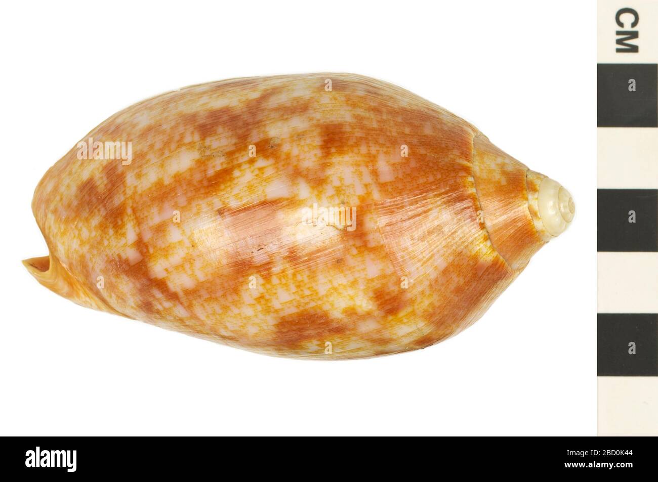 Bloodred Volute. EO 036441 Blood Red Volute Cymbiola rutila 001.jpg ...