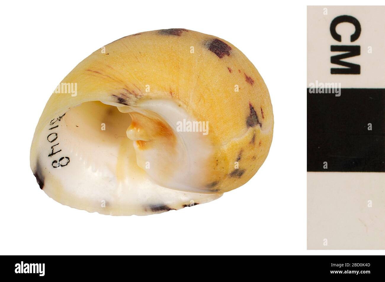 Bleeding tooth nerite hi-res stock photography and images - Alamy