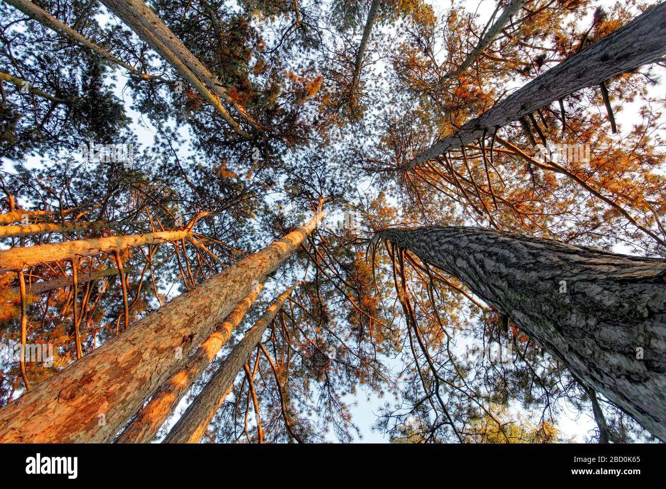 Below the tree hi-res stock photography and images - Alamy