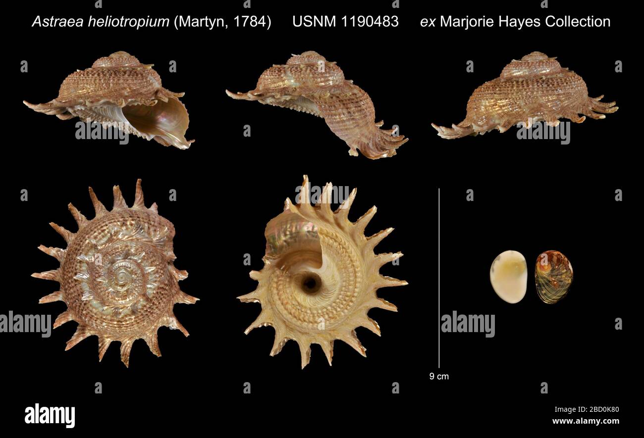 Astraea heliotropium hi-res stock photography and images - Alamy