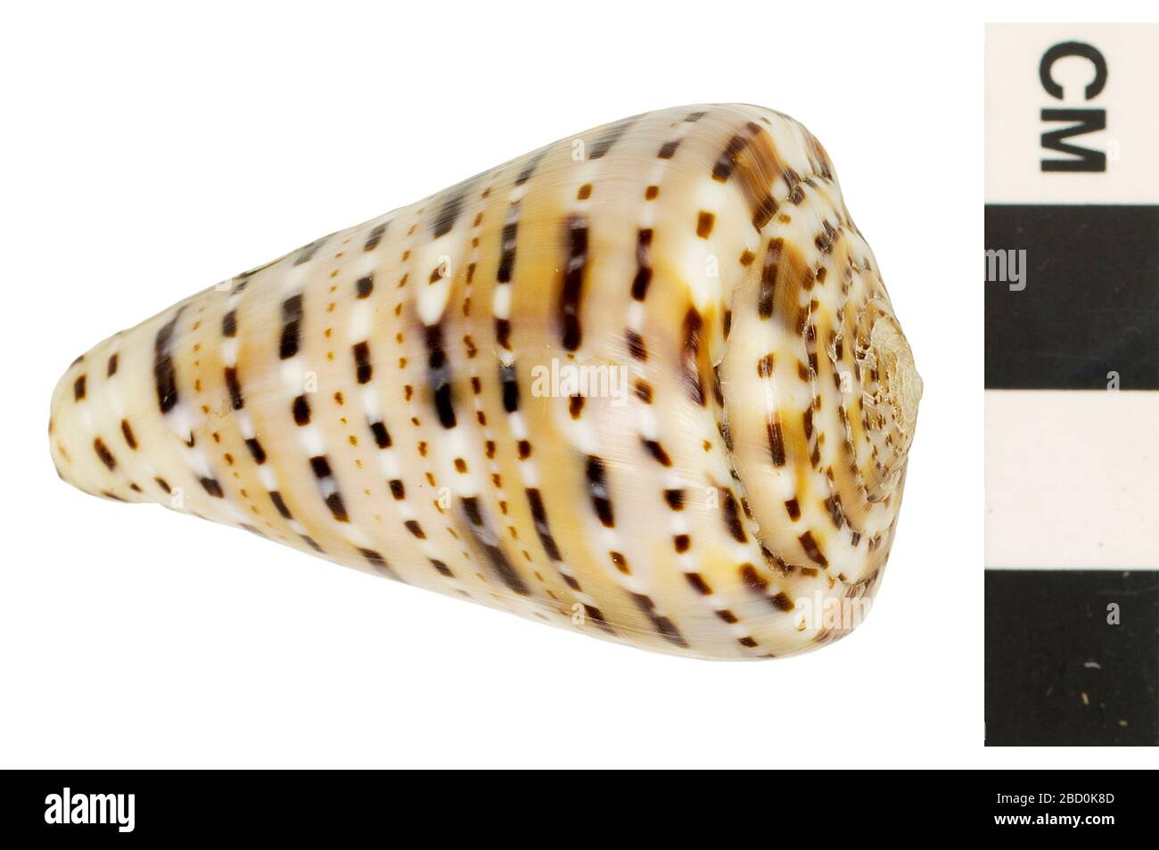 Garter cone hi-res stock photography and images - Alamy