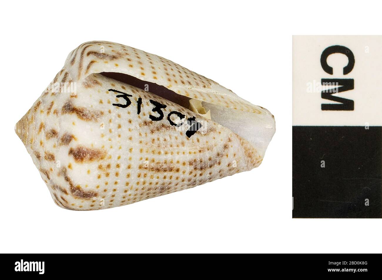 Puzzled animal hi-res stock photography and images - Alamy