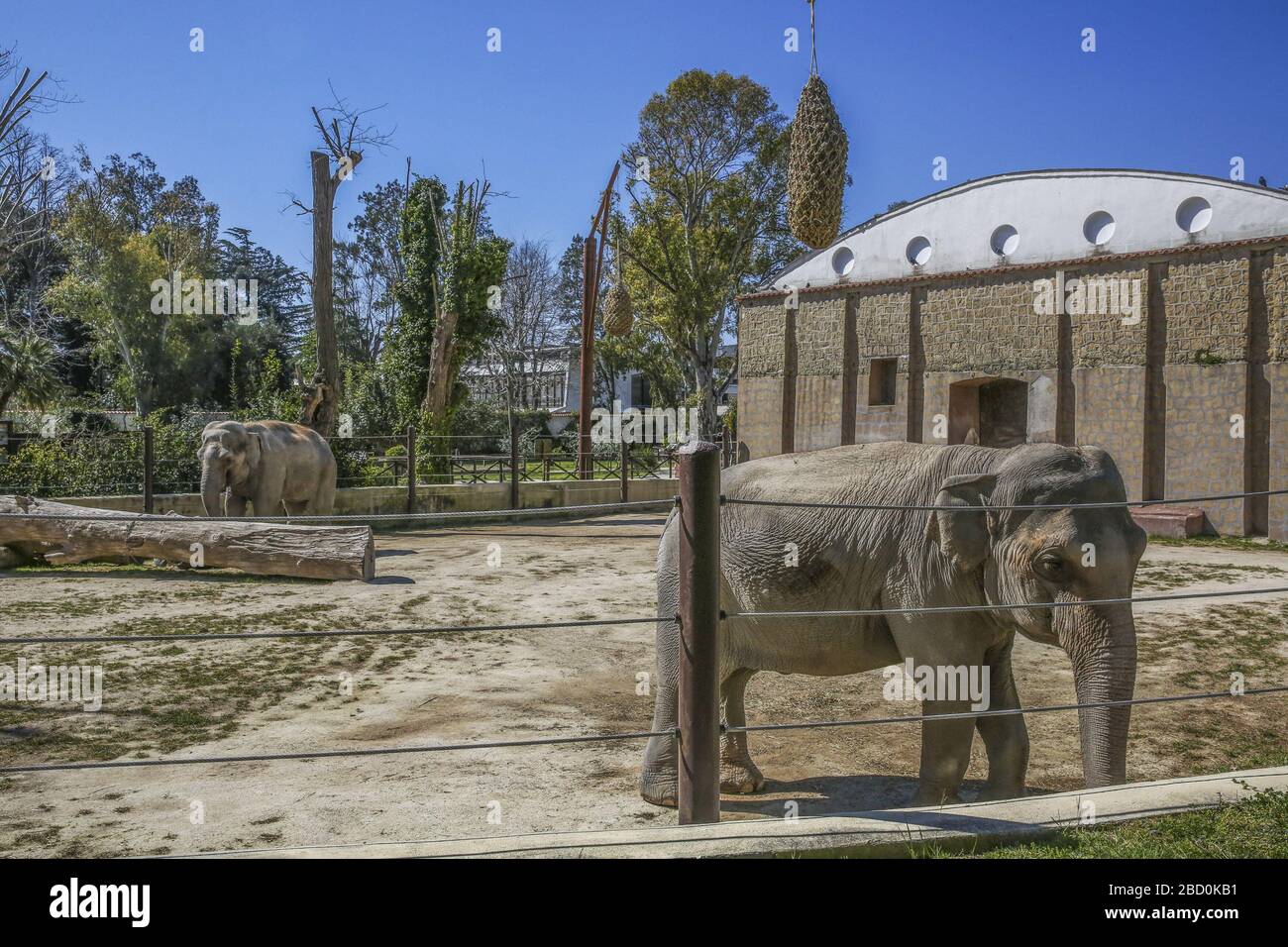 Asian elephant campaign hi-res stock photography and images - Alamy
