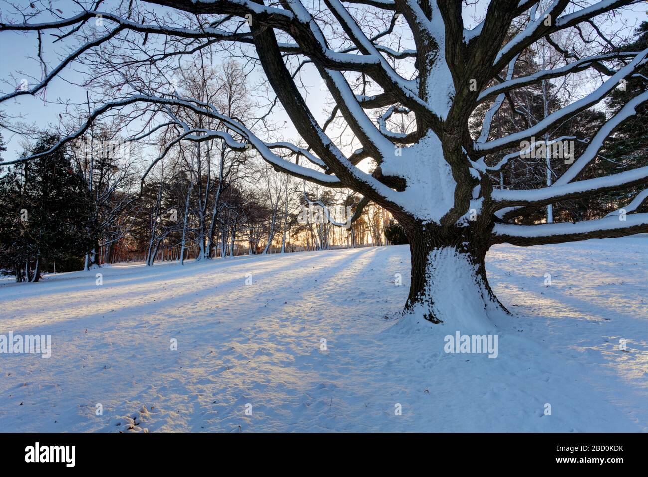 Winter tree with sun rays Stock Photo - Alamy