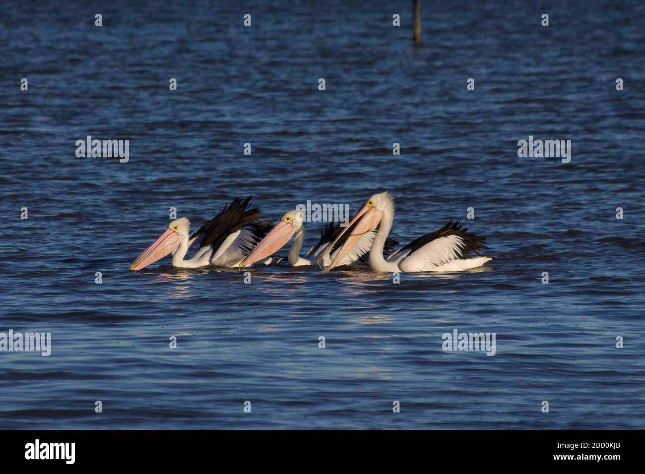 Pelincans hi-res stock photography and images - Alamy