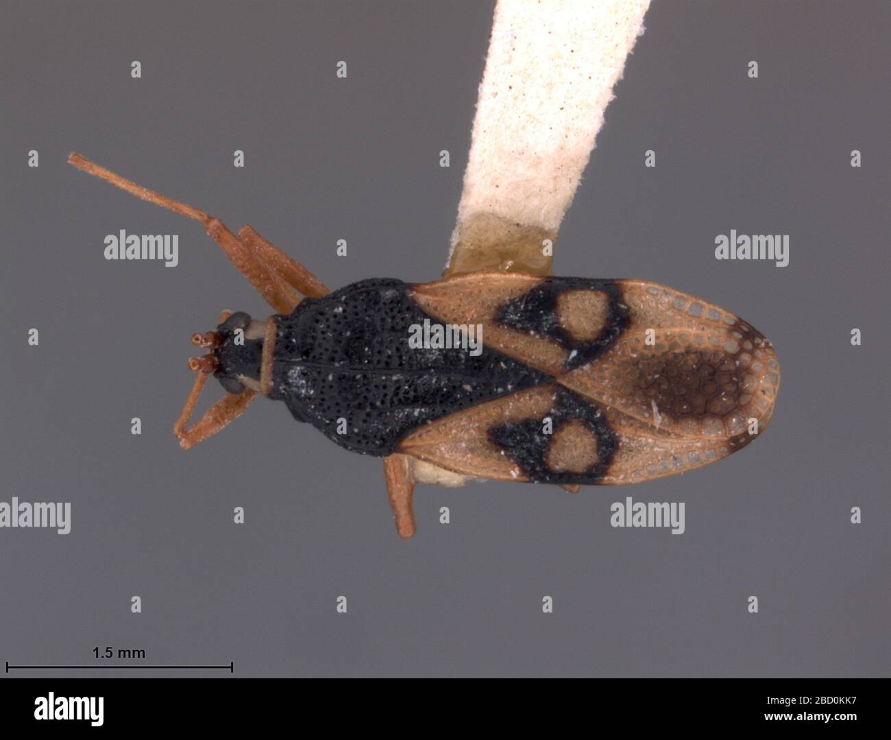 Bioculata hi-res stock photography and images - Alamy