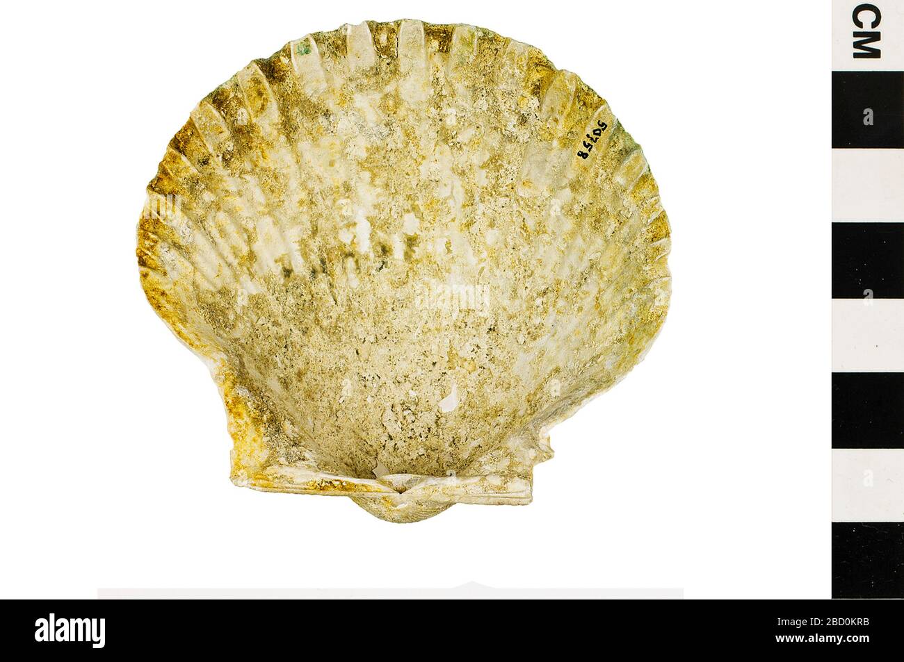 Fossil pecten hi-res stock photography and images - Alamy