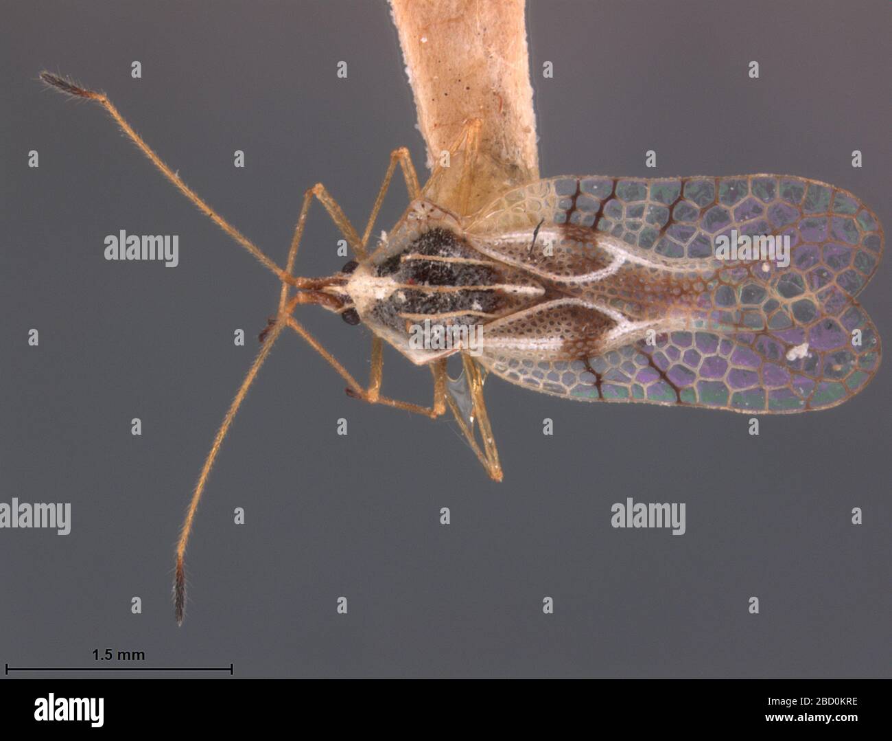 Gargaphia gracilentis. 13 Apr 20171 Gargaphia gracilentis Stock Photo ...