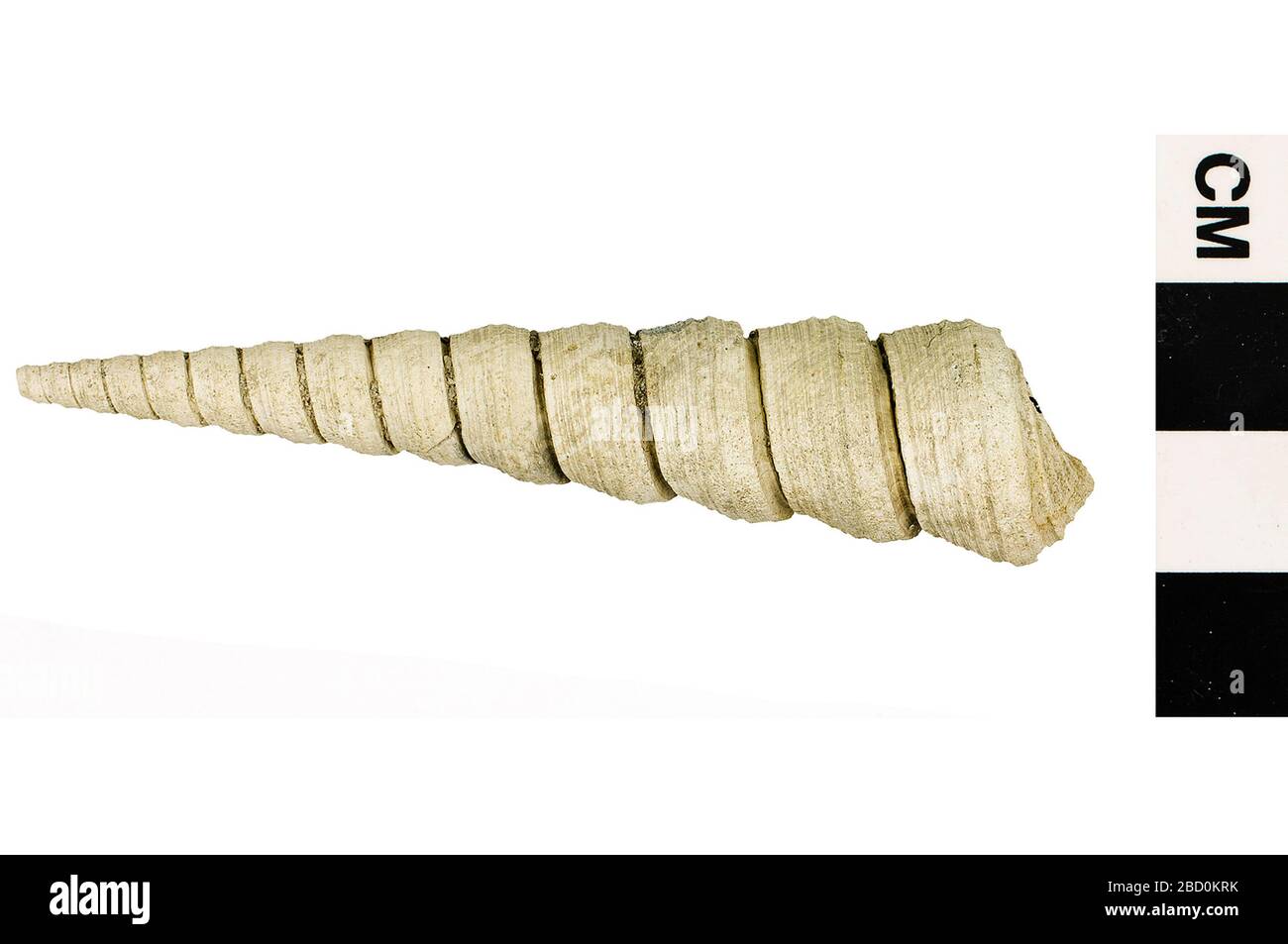 Turret shell fossil hi-res stock photography and images - Alamy