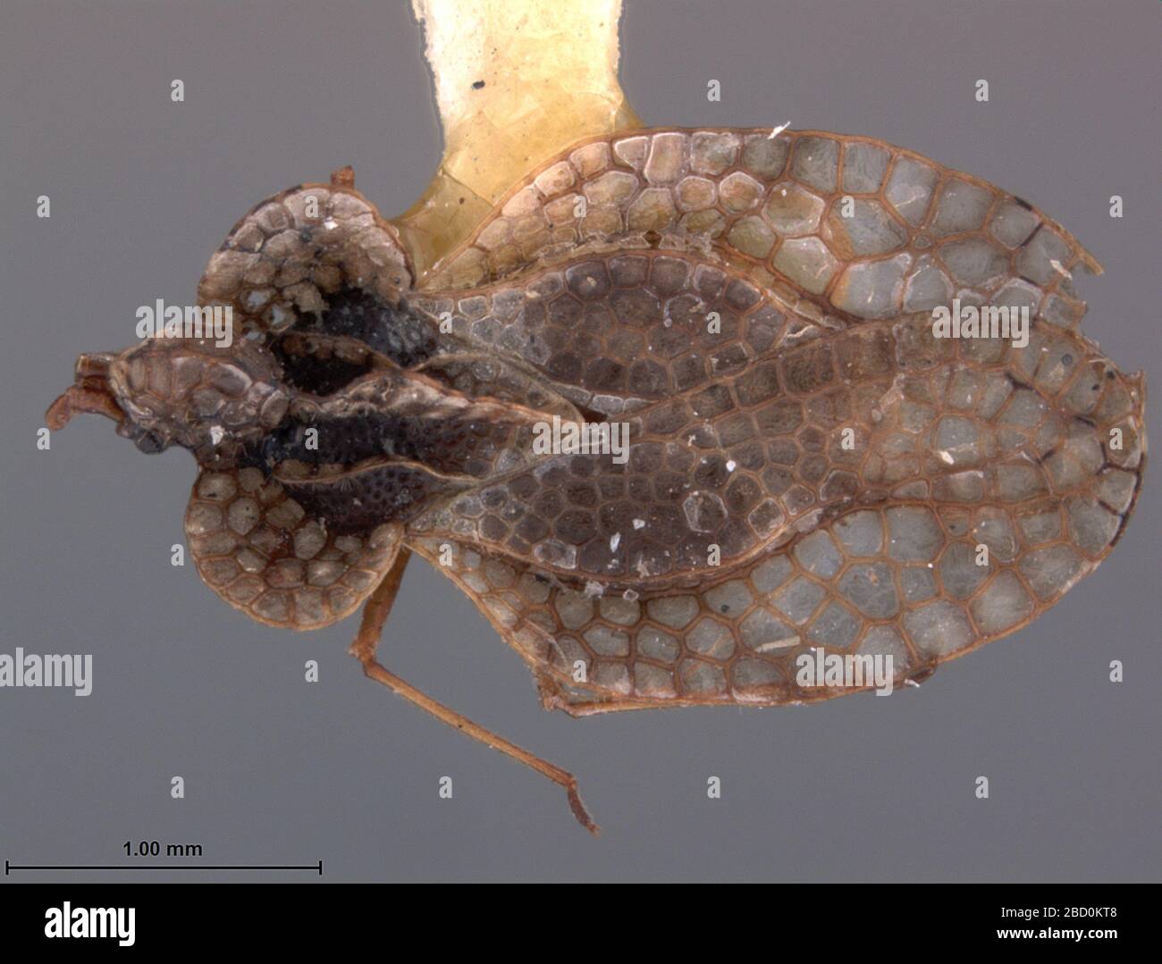 Ildefonsus nexus. 13 Apr 20171 Ildefonsus nexus Stock Photo - Alamy