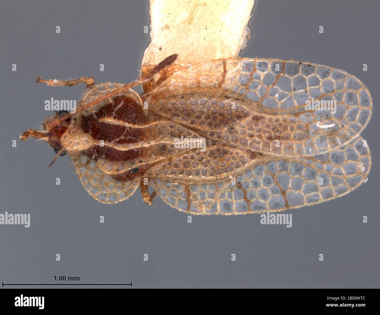 Gargaphia shelfordi. 13 Apr 20171 Gargaphia shelfordi Stock Photo - Alamy