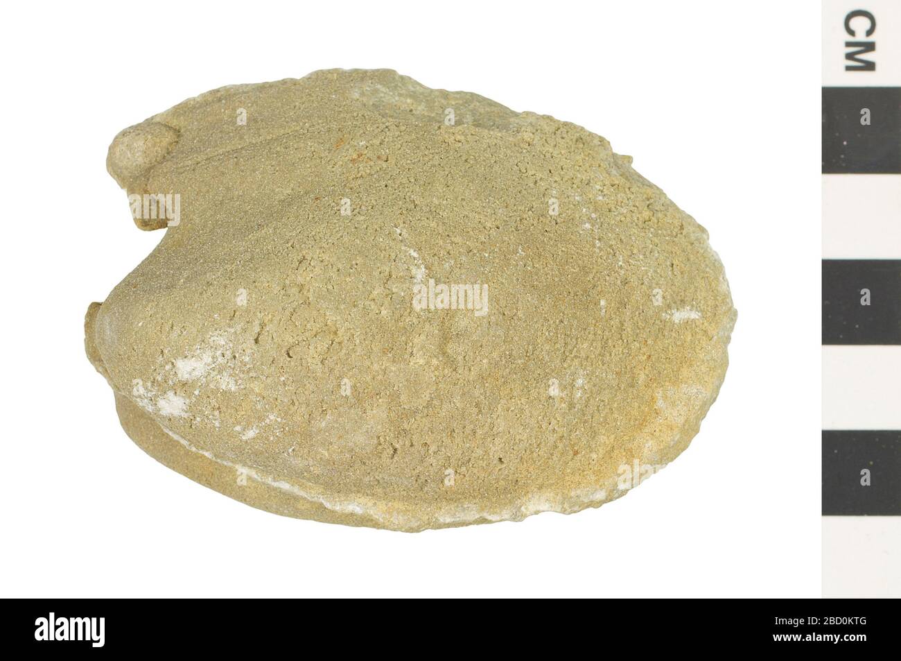 Fossil Clam. This object is part of the Education and Outreach ...