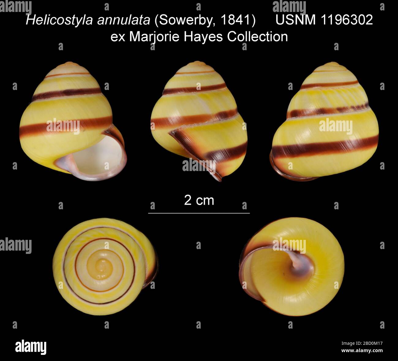 Helicostyla annulata. 20 Mar 20155 Helicostyla annulata Stock Photo - Alamy