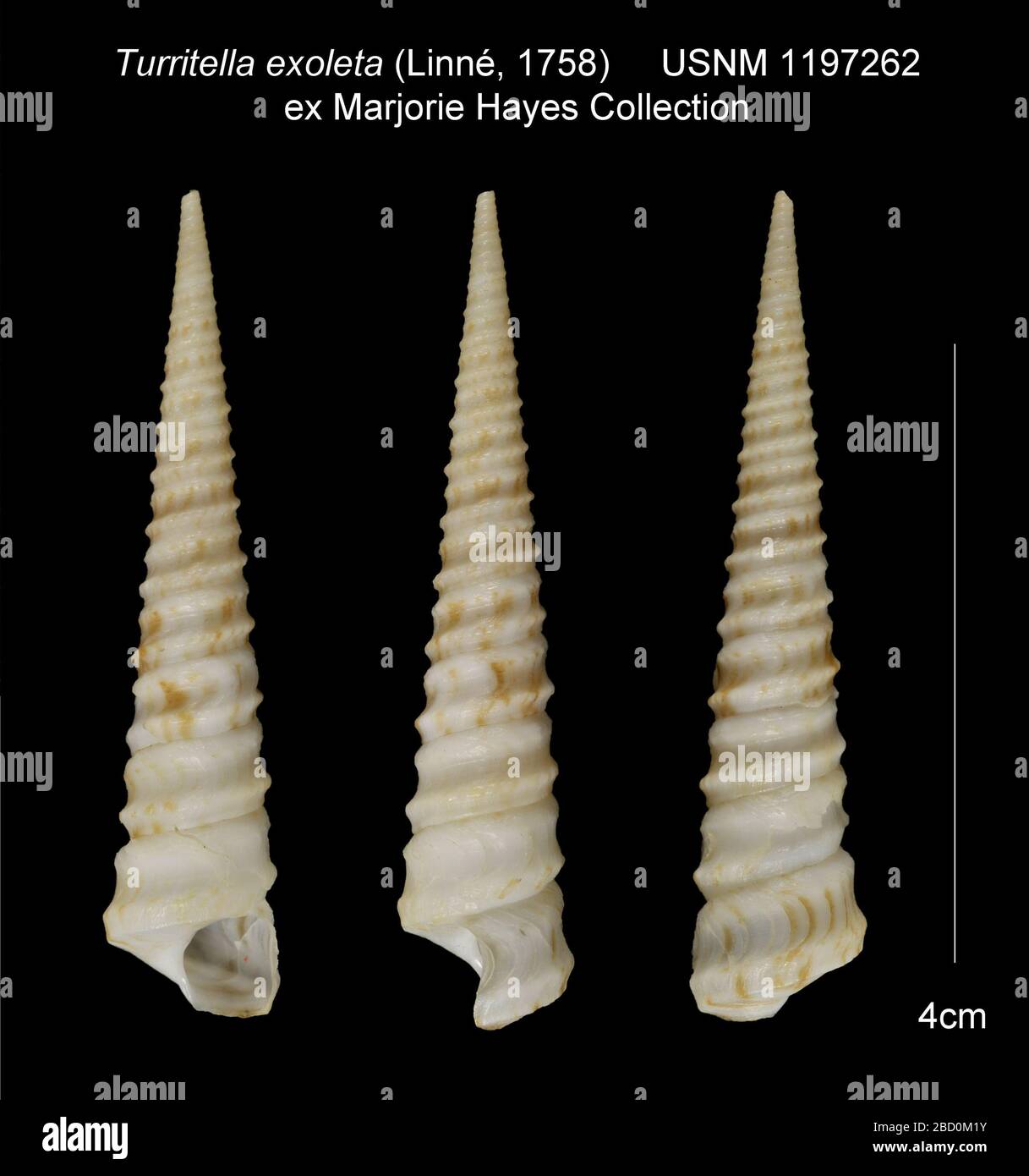 Turritella exoleta. 23 Feb 20171 Turritella exoleta Stock Photo - Alamy