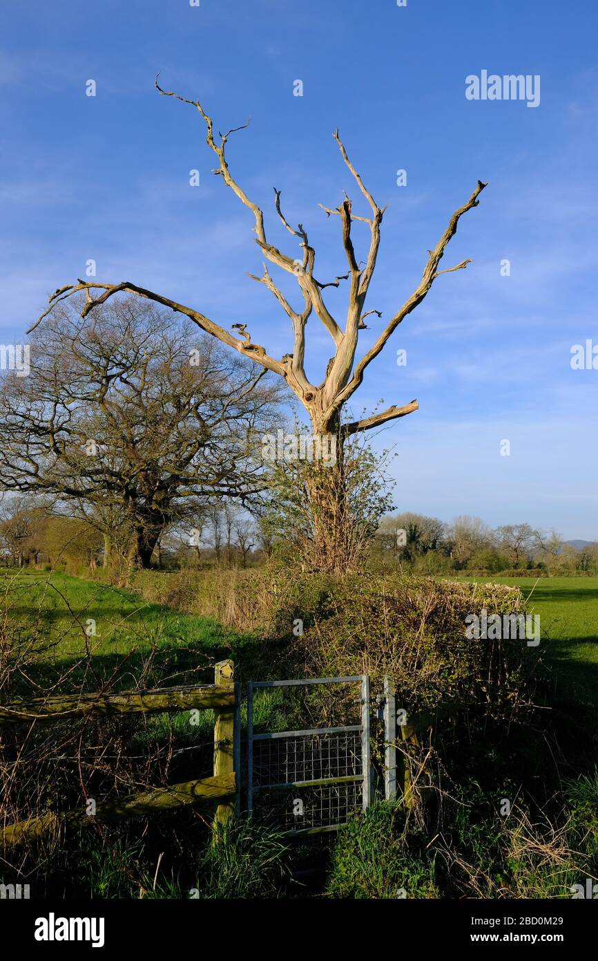 Oak at the gate of the dead hi-res stock photography and images - Alamy
