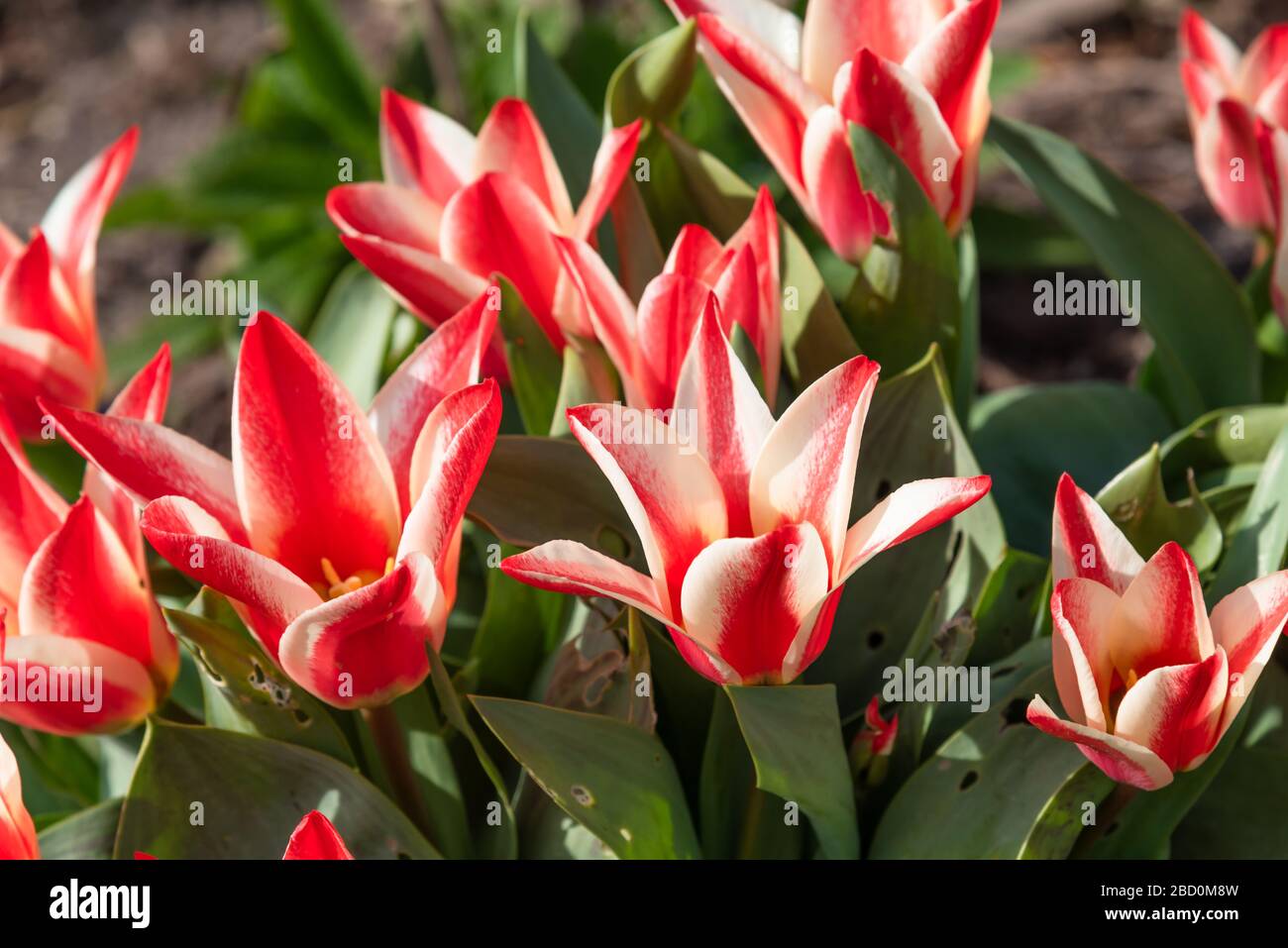 Tulip 'Pinocchio' in bloom Stock Photo - Alamy