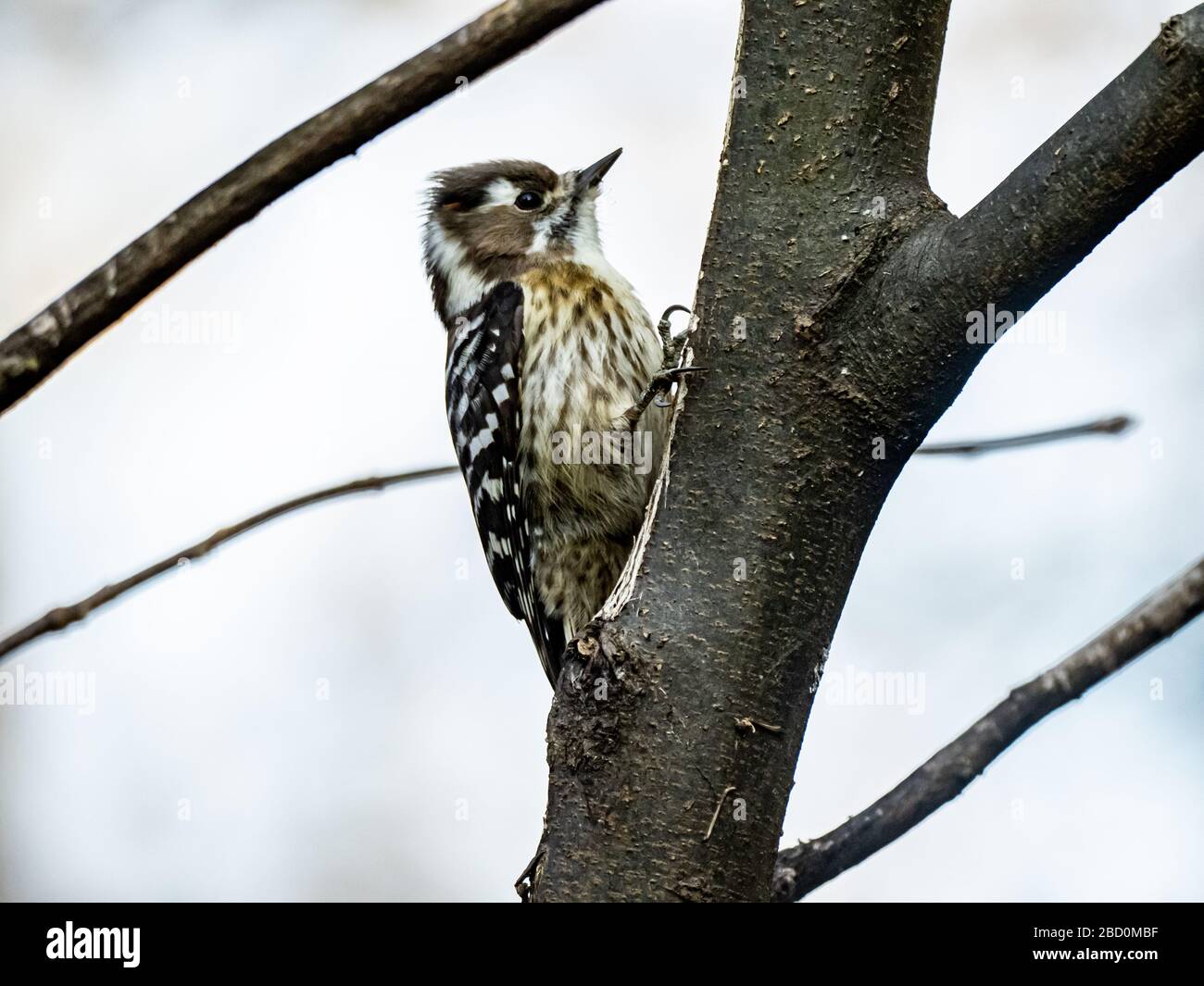 A Japanese pygmy woodpecker, Yungipicus kizuki, perches on the trunk on ...