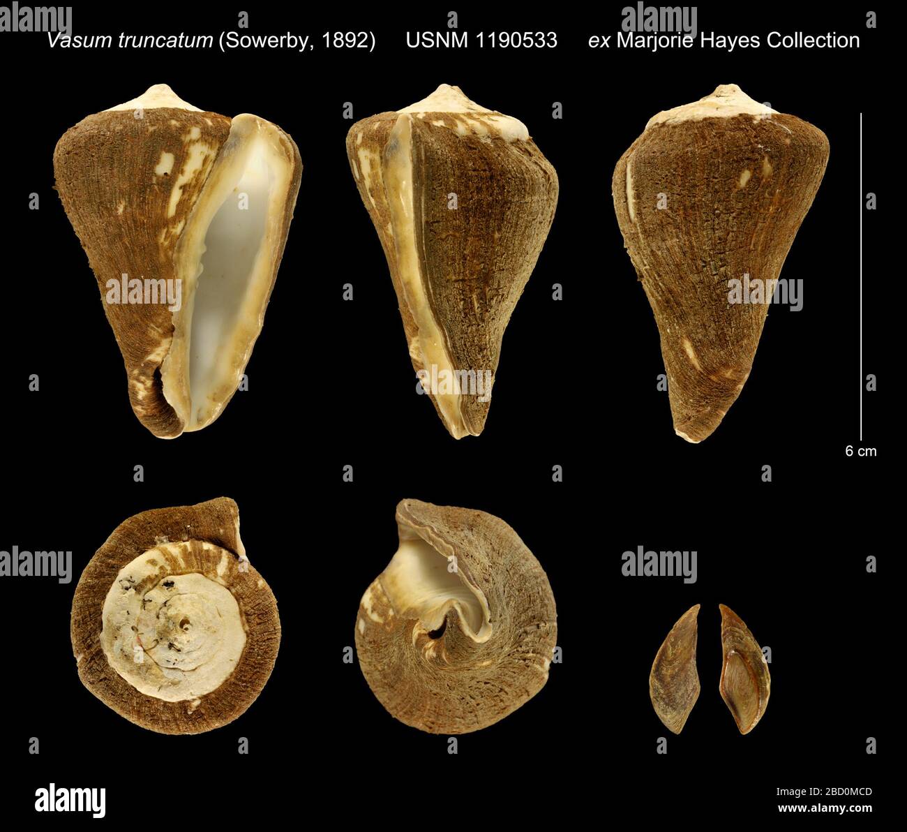 Vasum hi-res stock photography and images - Alamy