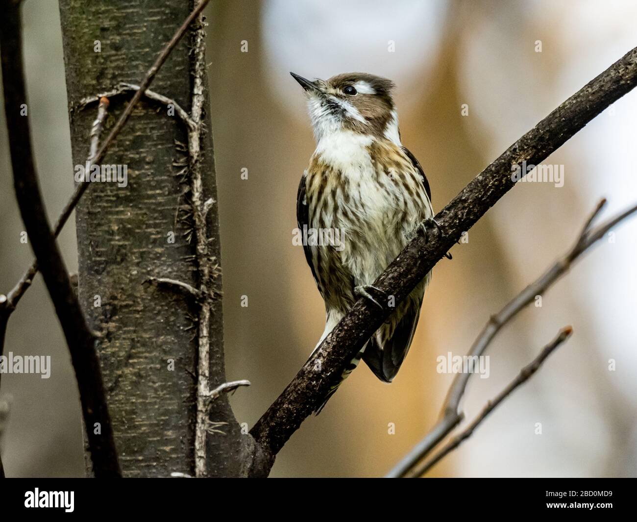 A Japanese pygmy woodpecker, Yungipicus kizuki, perches on the trunk on ...