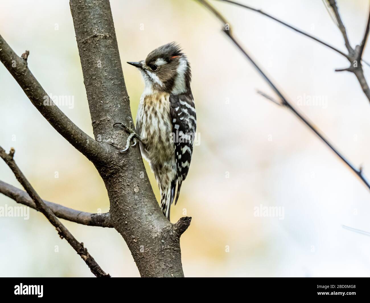 A Japanese pygmy woodpecker, Yungipicus kizuki, perches on the trunk on ...