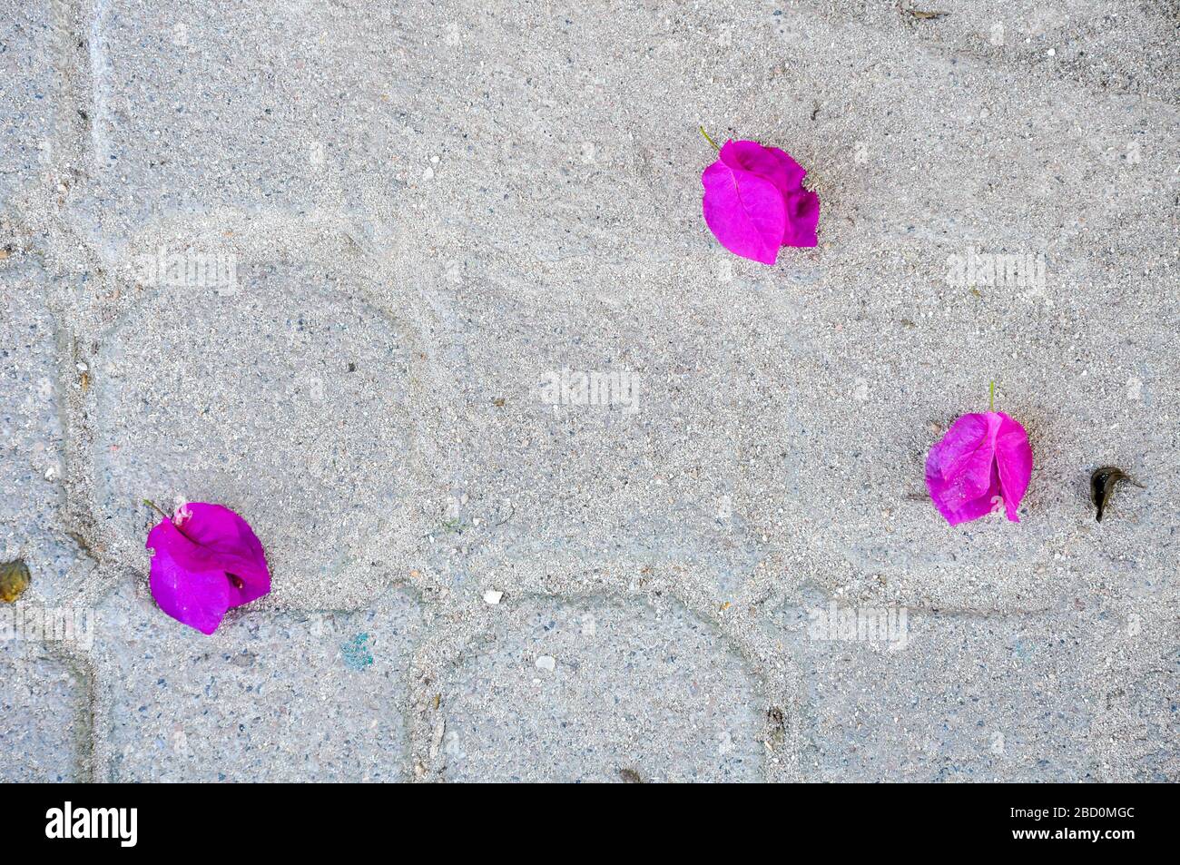 Three Bouganiville flowers on a self-locking stone Stock Photo - Alamy