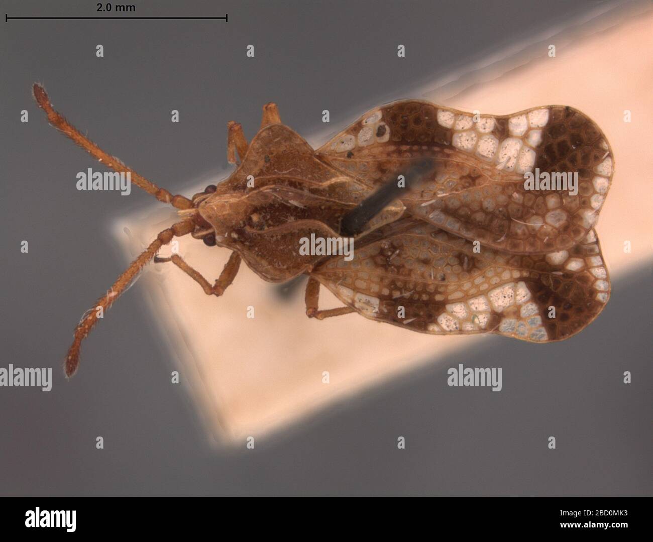 Simulans hi-res stock photography and images - Alamy