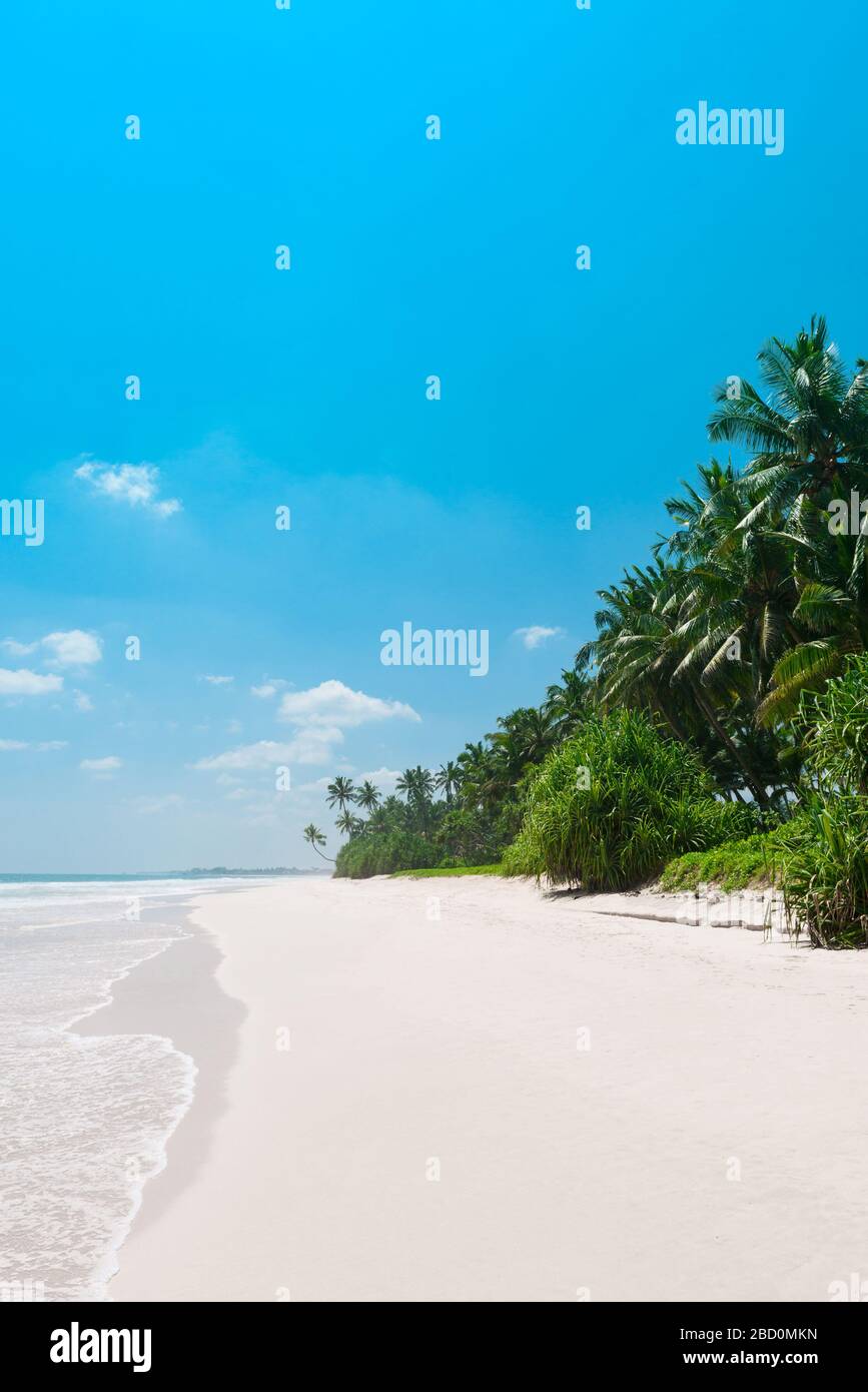 Tropical vacations beach, empty clean white sand and coconut palm trees ...