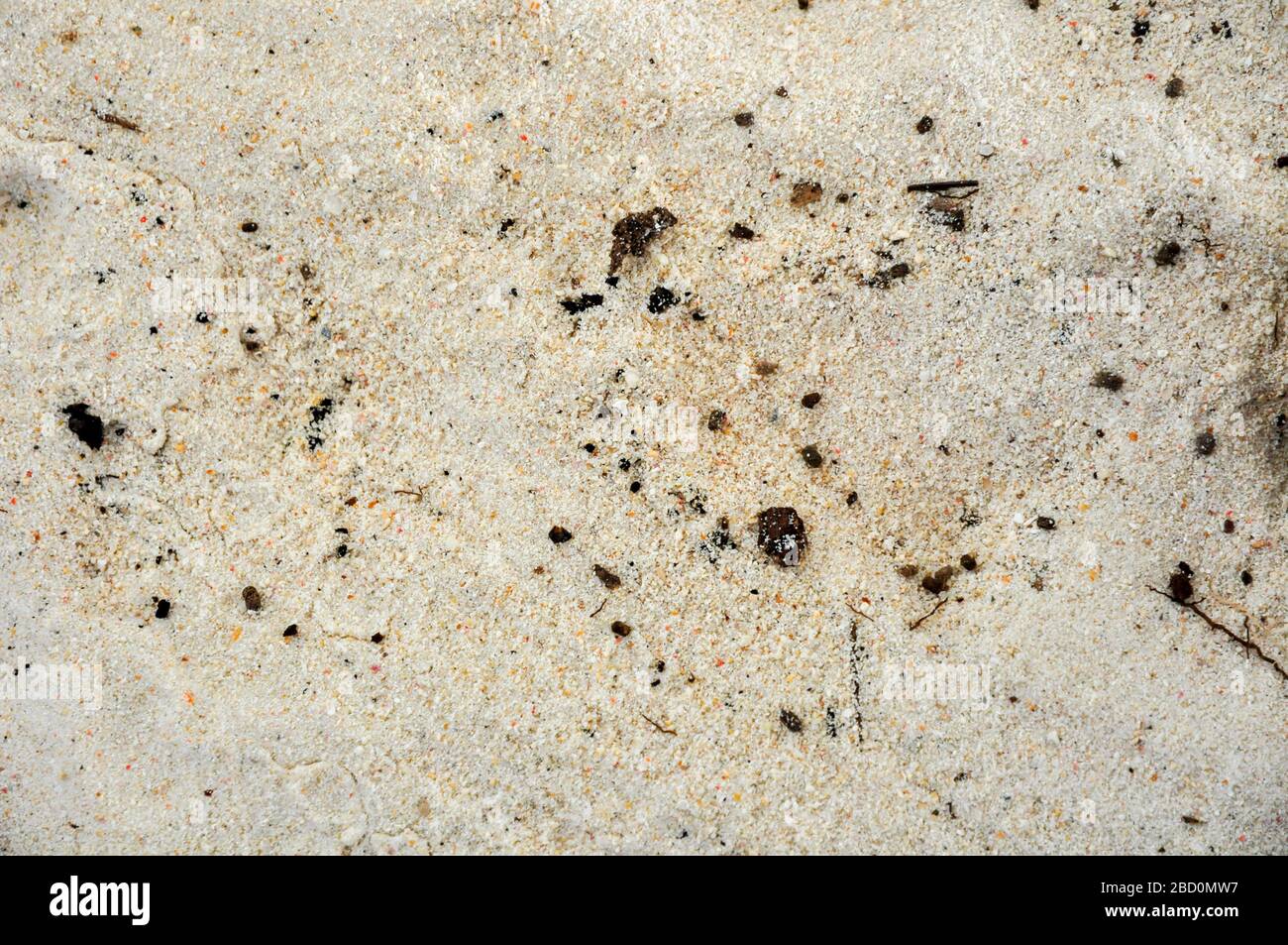 Sand and seed hi-res stock photography and images - Alamy