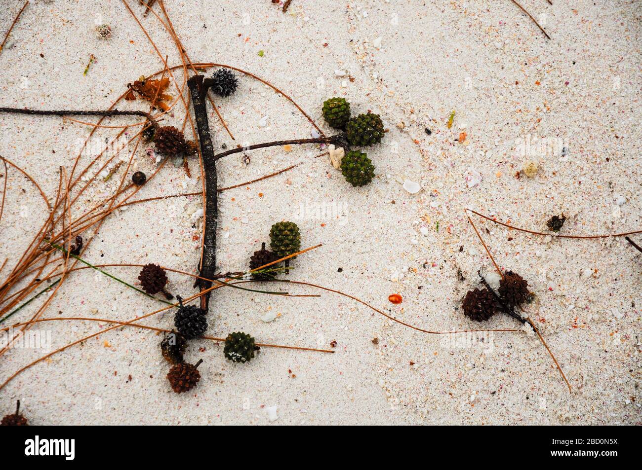 Sand seed hi-res stock photography and images - Alamy