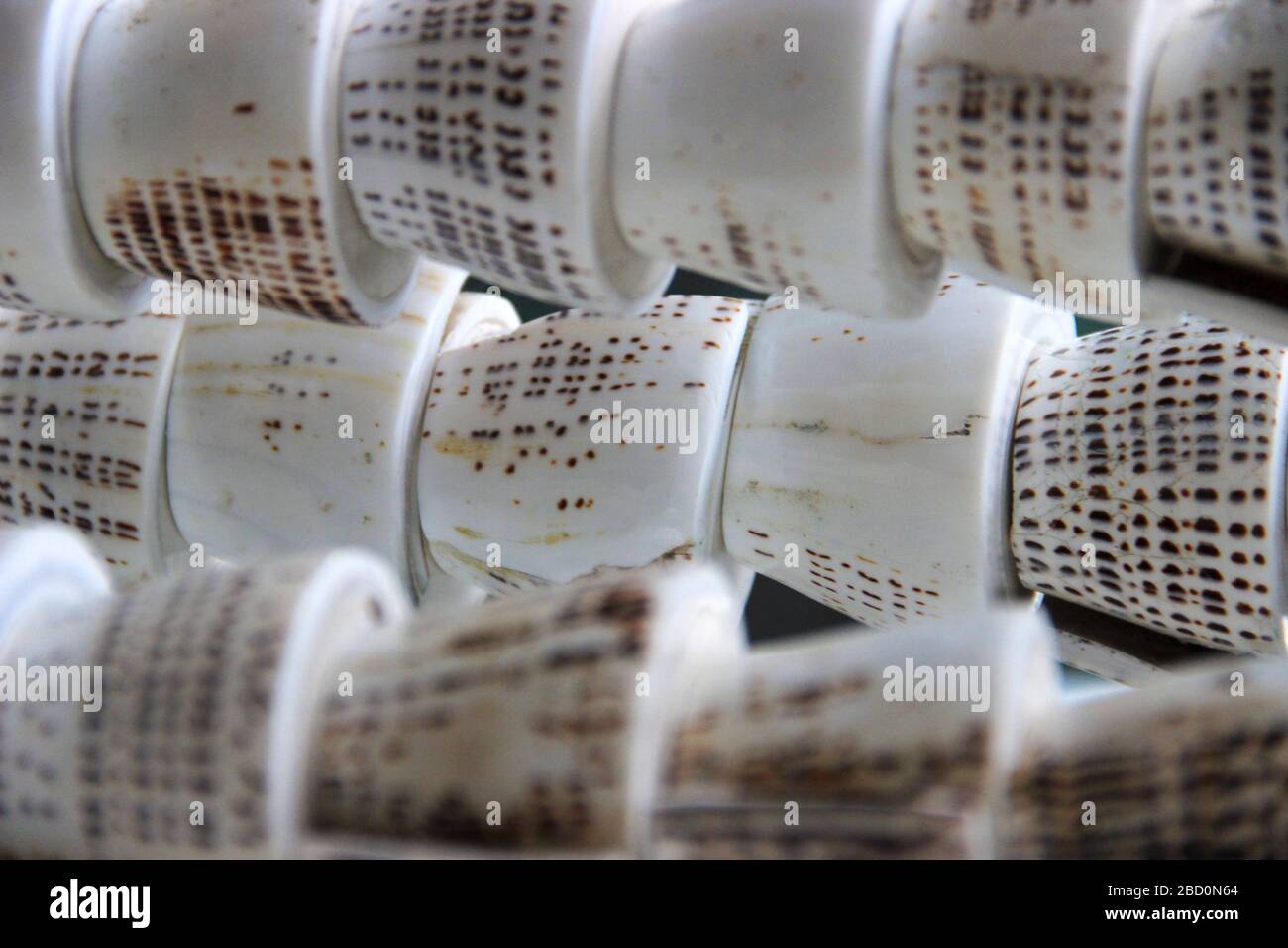 Cone shells hi-res stock photography and images - Alamy