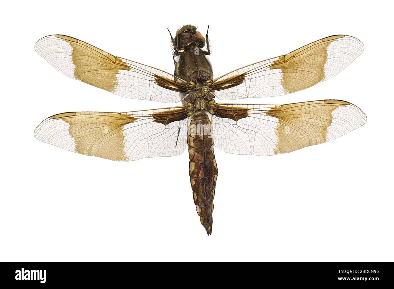 Common Whitetail Common Skimmer Common Skimmer. EO 400042 Common ...