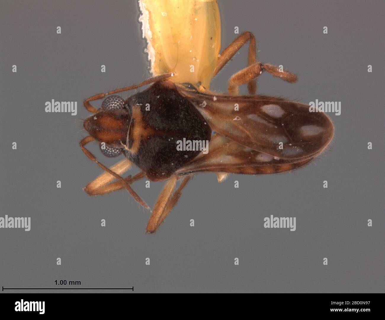 Portoricensis hi-res stock photography and images - Alamy