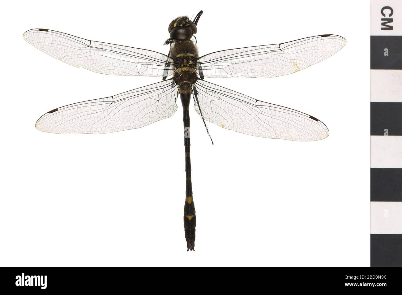 Illinois insect hi-res stock photography and images - Alamy