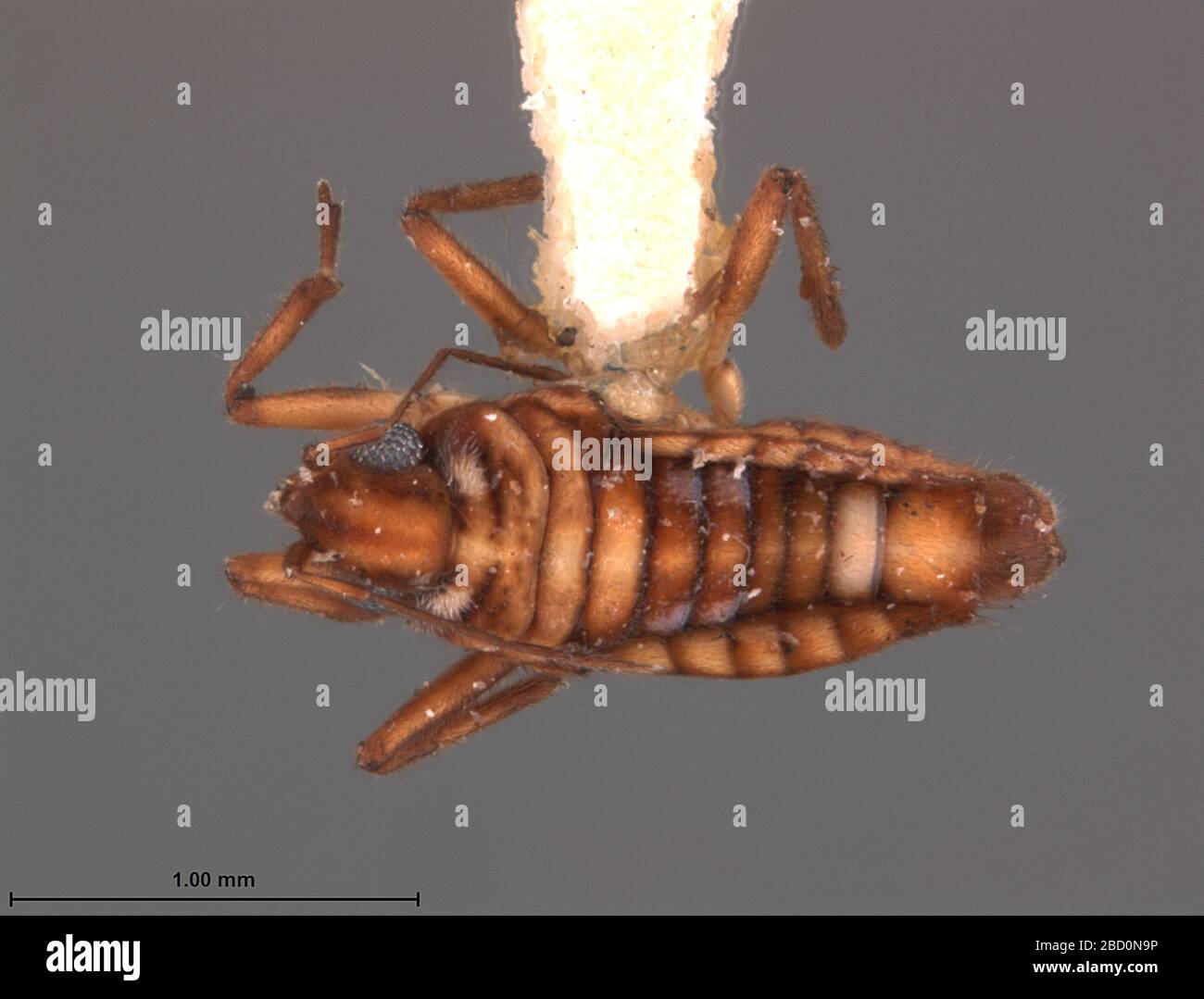 Microvelia tateiana. 13 Apr 20171 Microvelia tateiana Stock Photo - Alamy