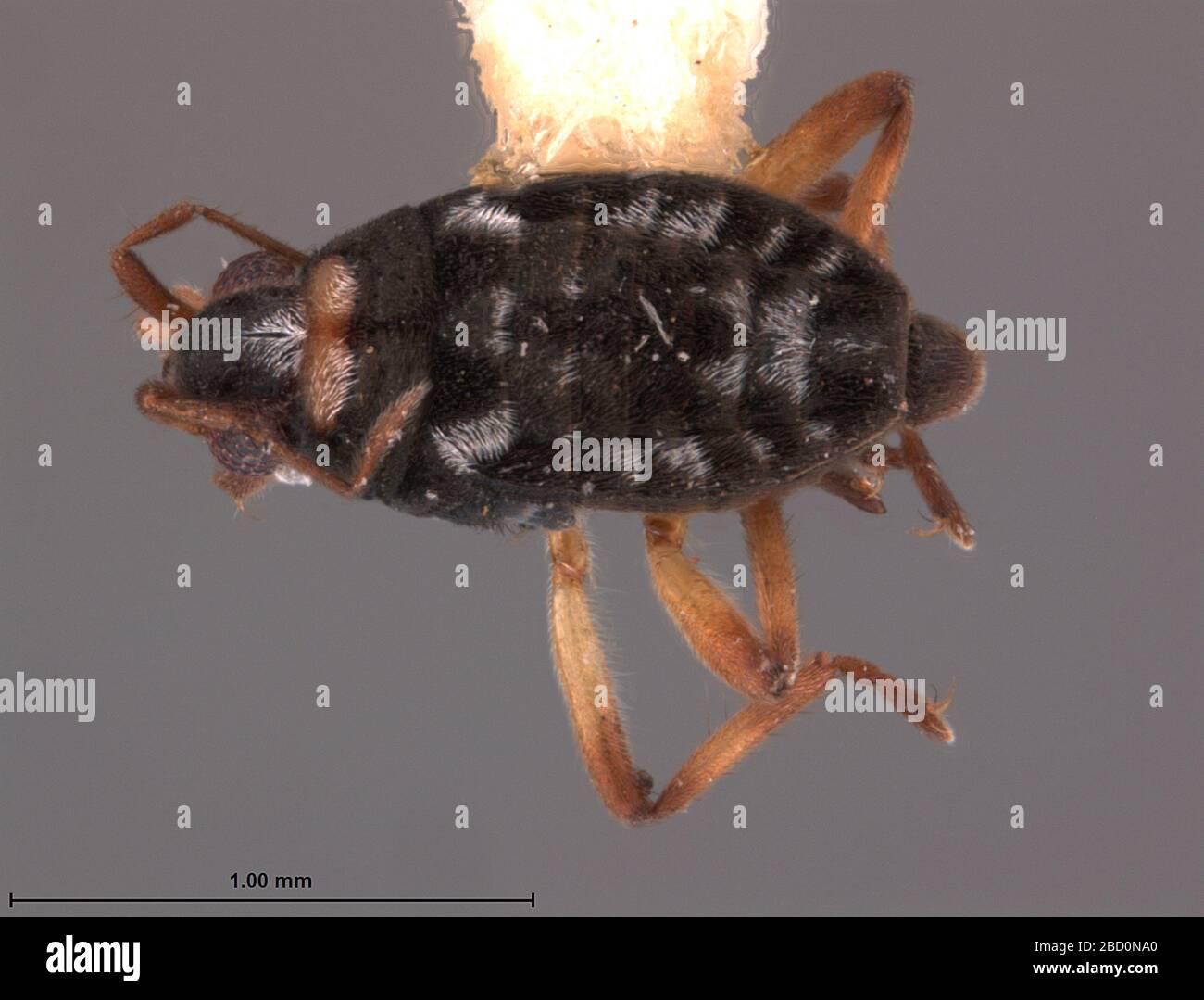 Microvelia hi-res stock photography and images - Alamy