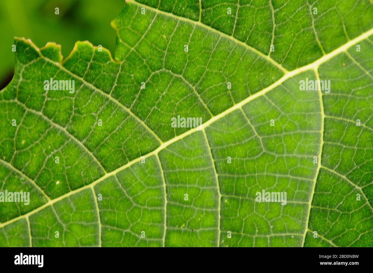 Structure of a Green Leaf surface, close-up Stock Photo - Alamy