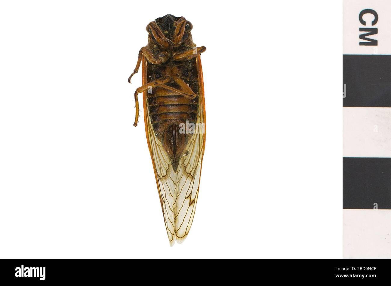 Seventeenyear Cicada Periodical Cicada. EO 400223 Periodical Cicada ...