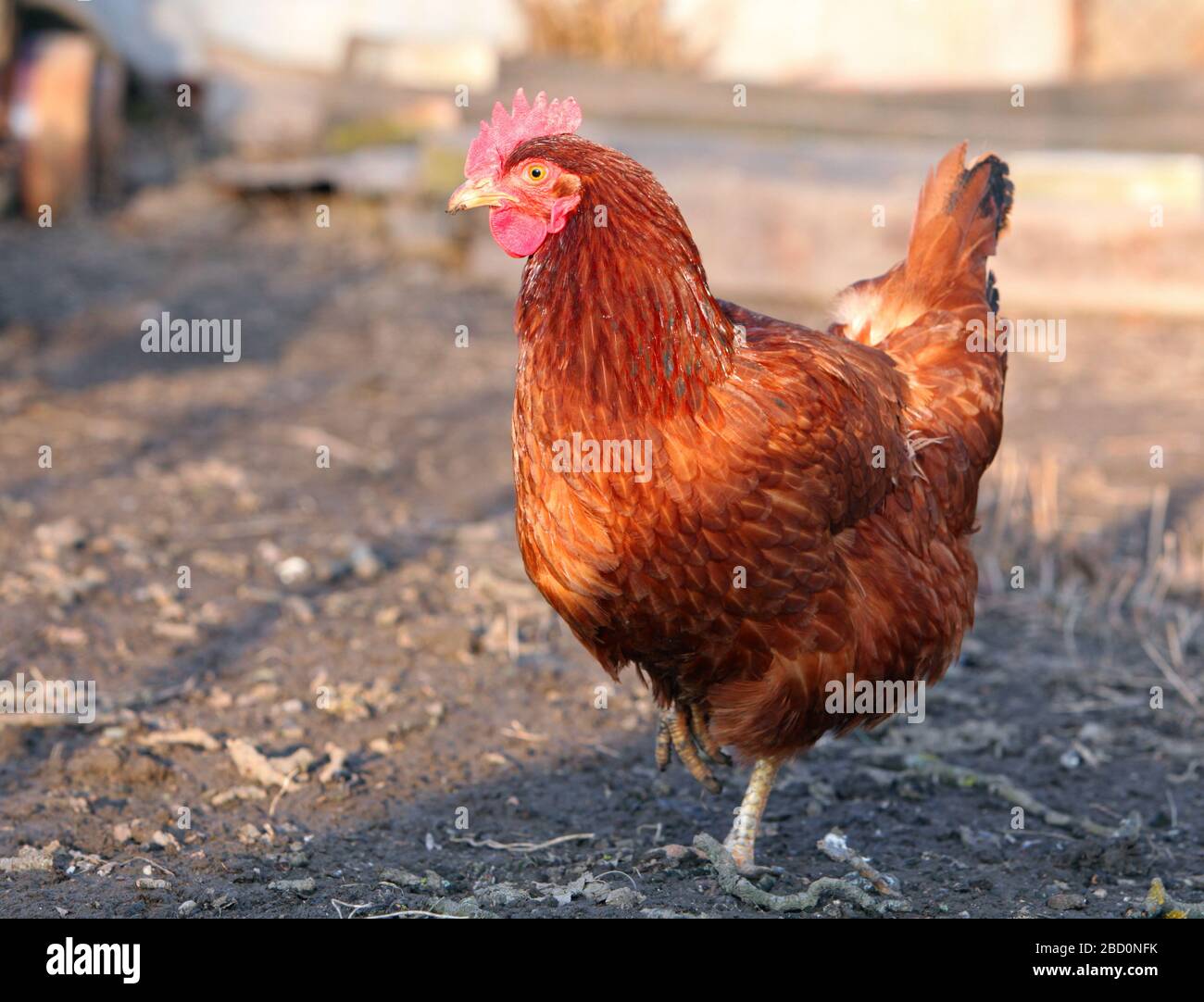 Hen in bio farm - Outdoor chicken Stock Photo - Alamy