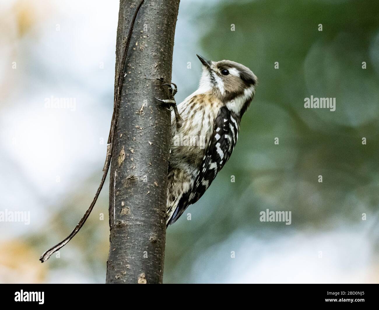 A Japanese pygmy woodpecker, Yungipicus kizuki, perches on the trunk on ...